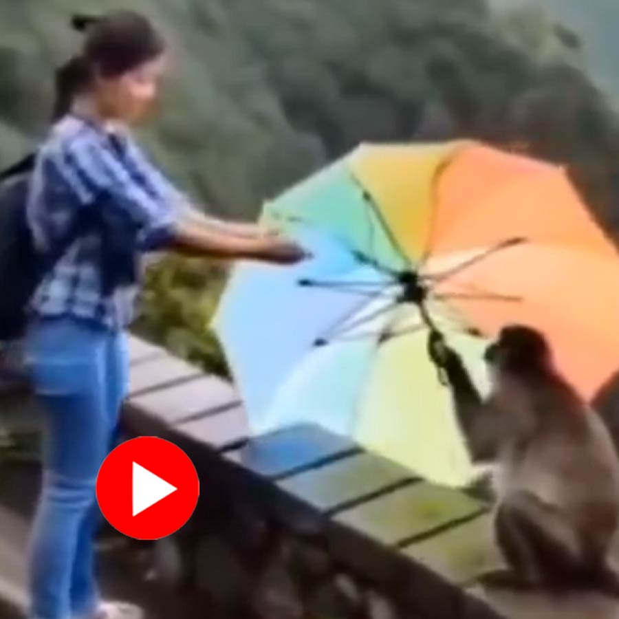 viral video | Video of a monkey flew with umbrella when strong winds swept it went viral dgtl ...