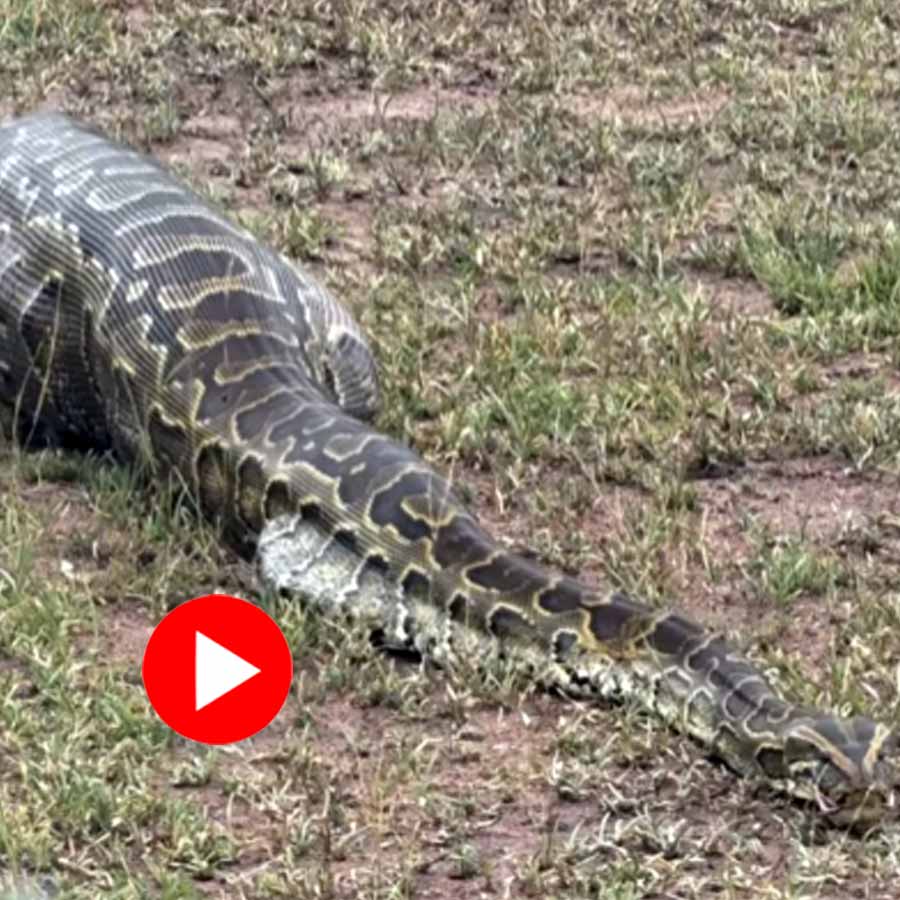 Viral Video | Video of central African rock python crawling after having impala goes viral dgtl ...