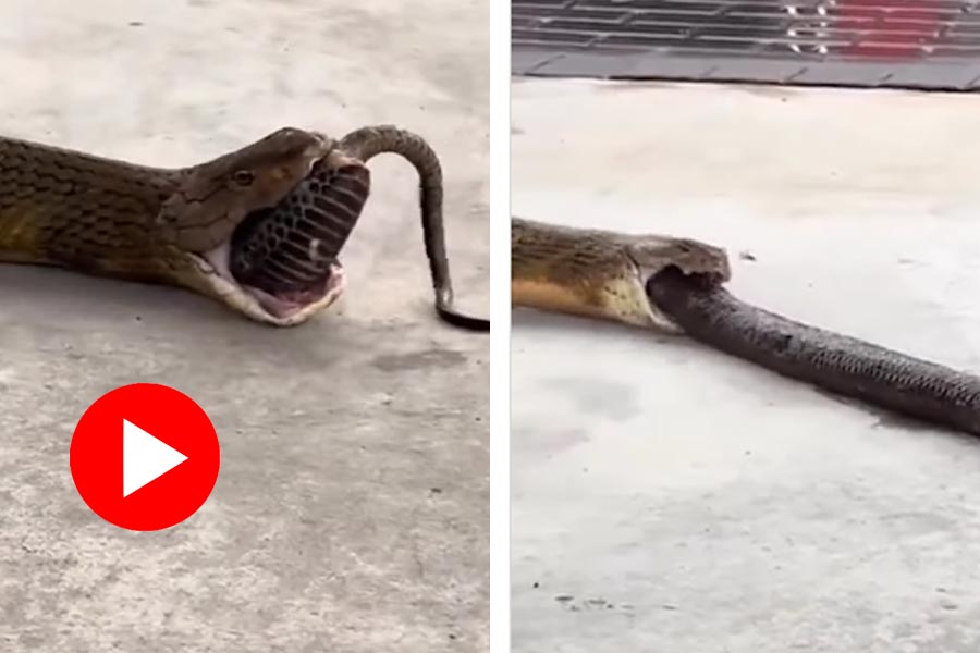 viral video | A king cobra was caught in camera regurgitating three snakes that it had eaten ...