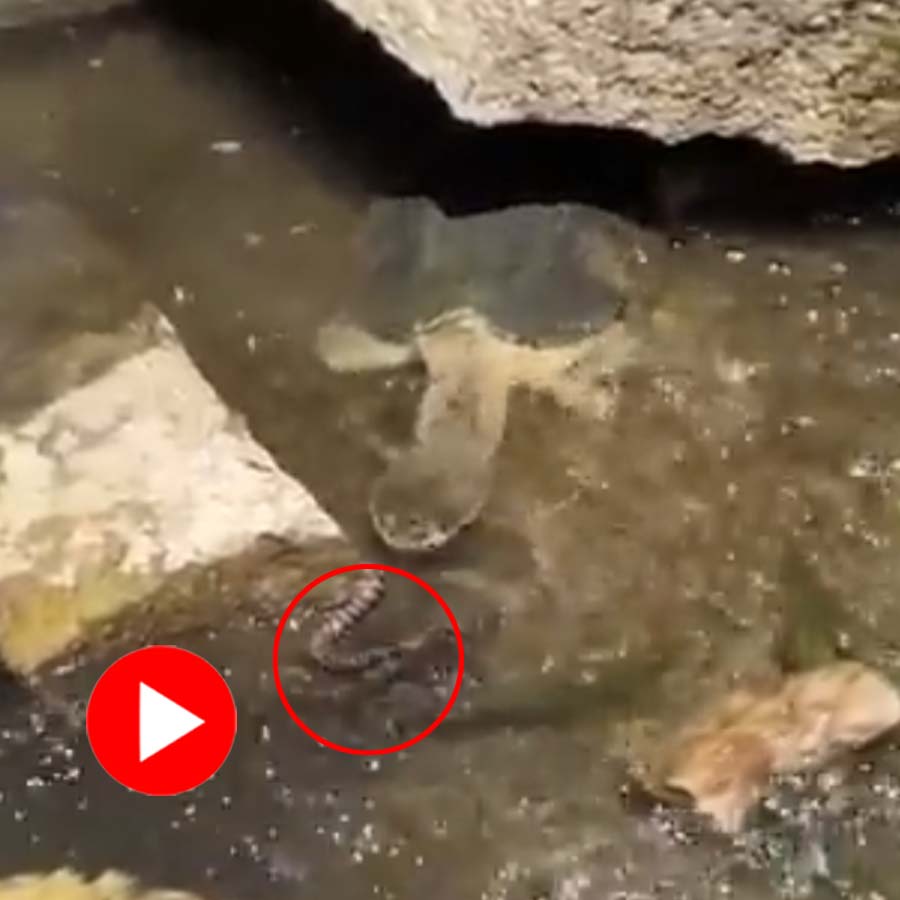 viral video | Video of a turtle hunted a snake sneaking under a river ...