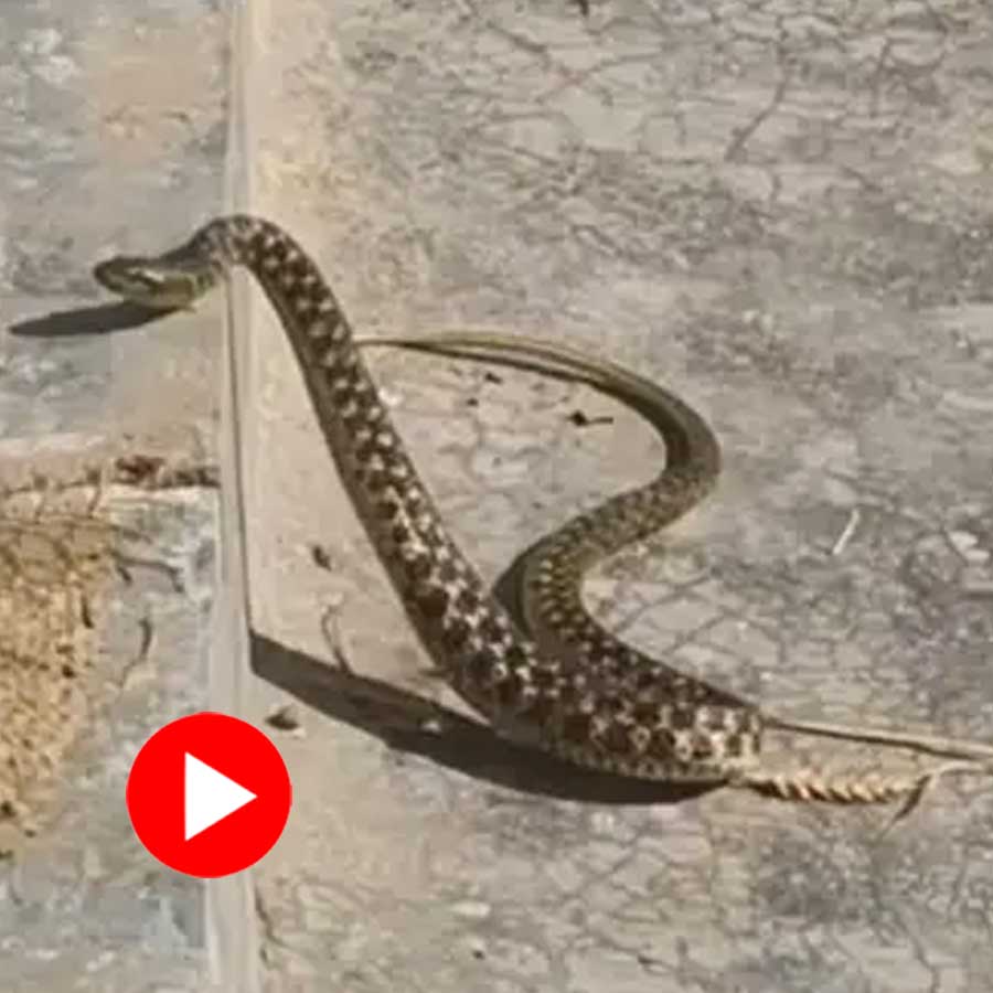 viral video | Video of a snake dance on nagin tune that sparks debate went viral dgtl - Anandabazar