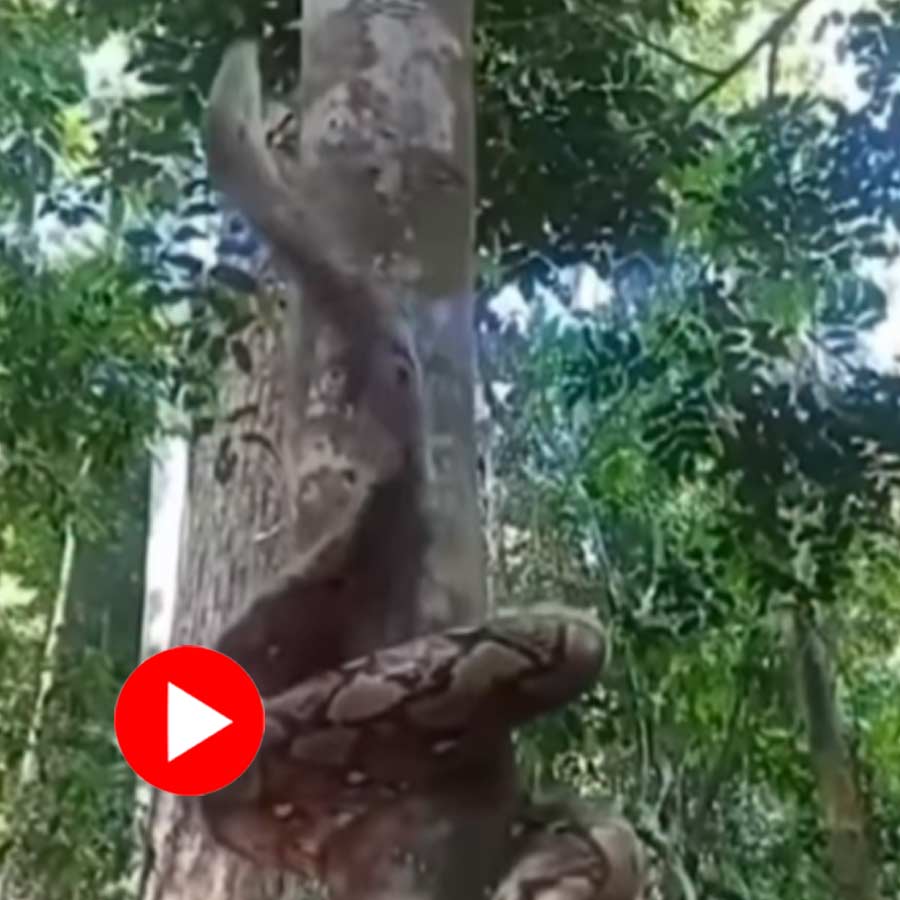 Viral Video | Video of python climbing tree goes viral dgtl - Anandabazar