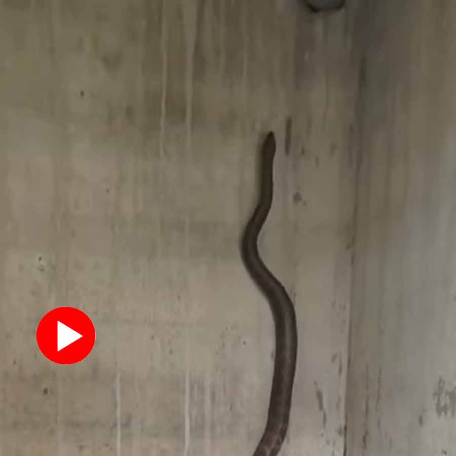 Viral Video | Video shows snake climbing up on wall goes viral dgtl ...