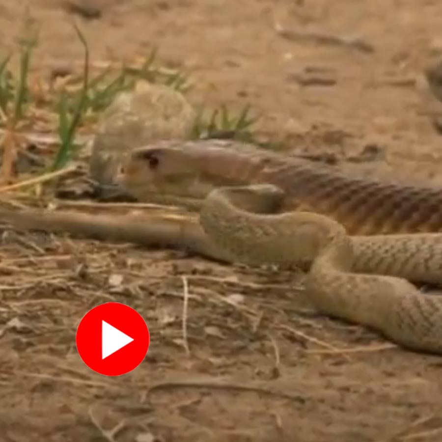 Viral Video | Video shows king brown snake swallows Inland Taipan after brawl dtl - Anandabazar