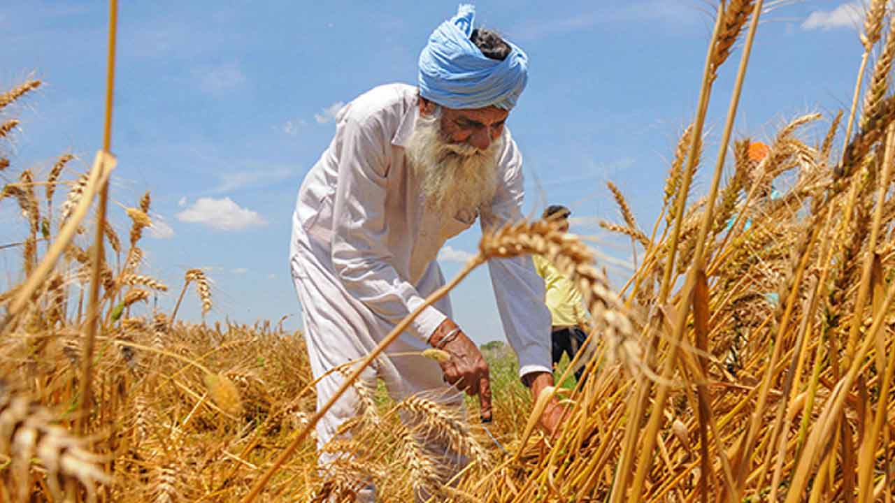 India’s Wheat Diplomacy with Turkey | Turkey rejects 55 thousand tons ...