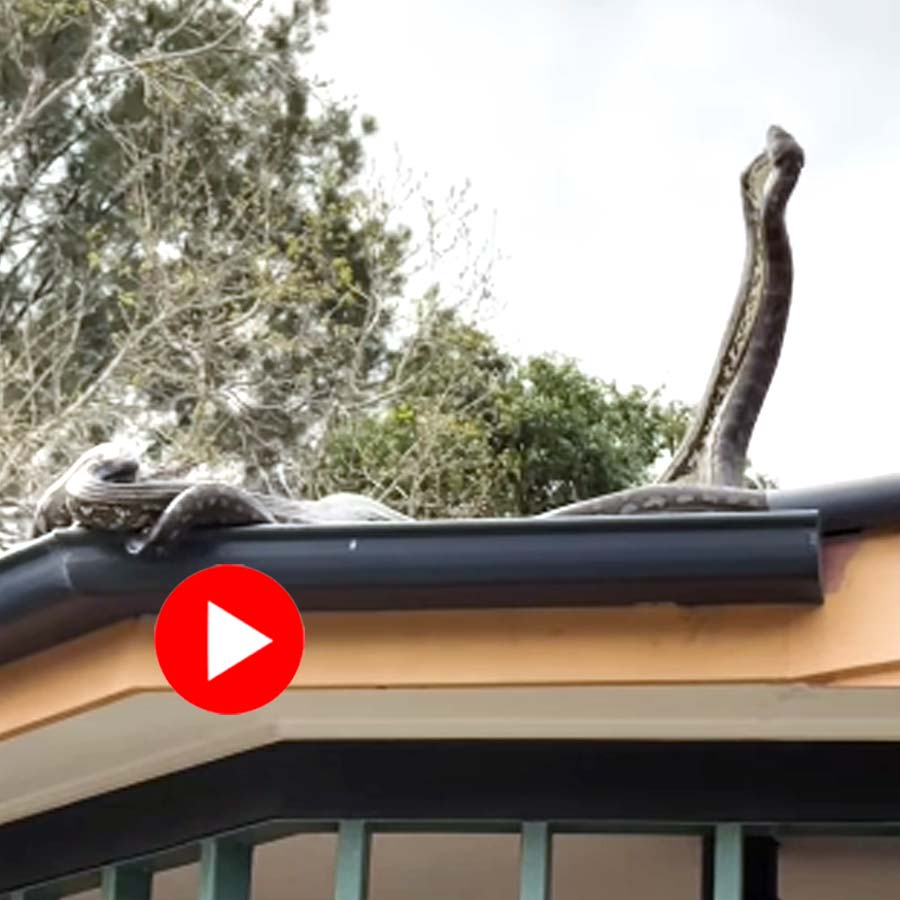 Viral Video | Video of two male carpet pythons fighting on the roof ...