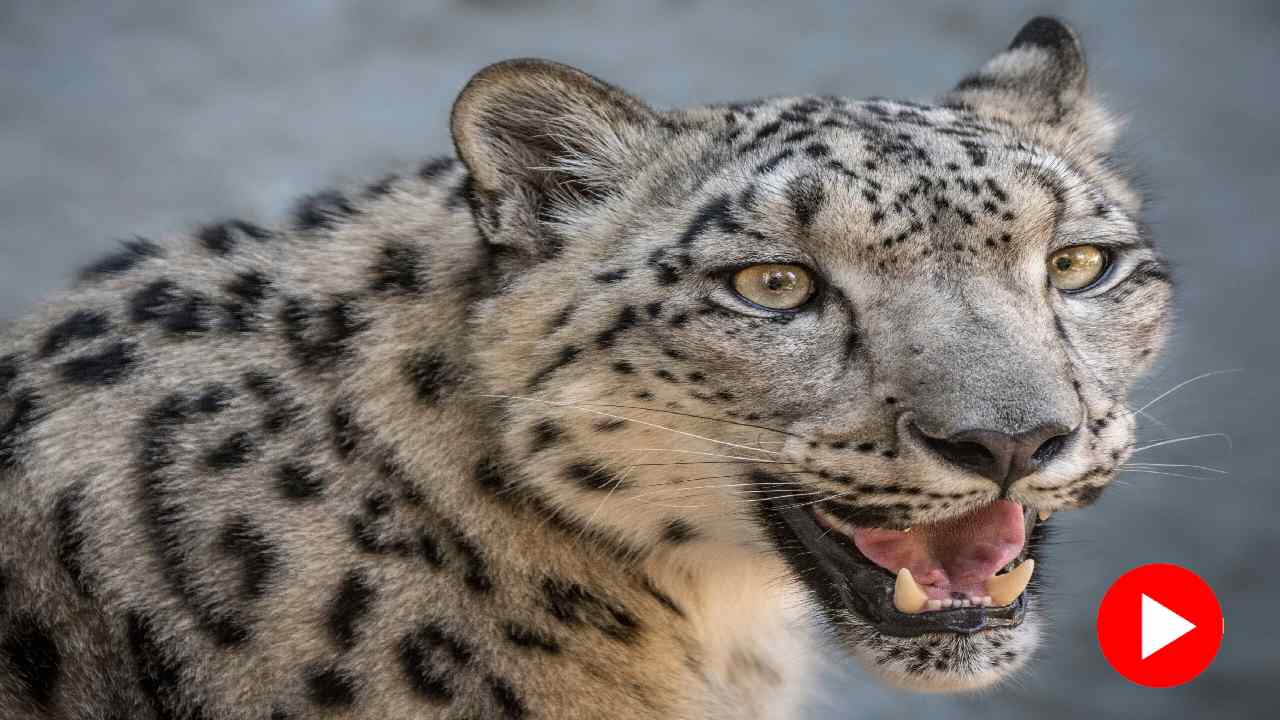 Viral Video | A video shows a young leopard strayed into the densely ...