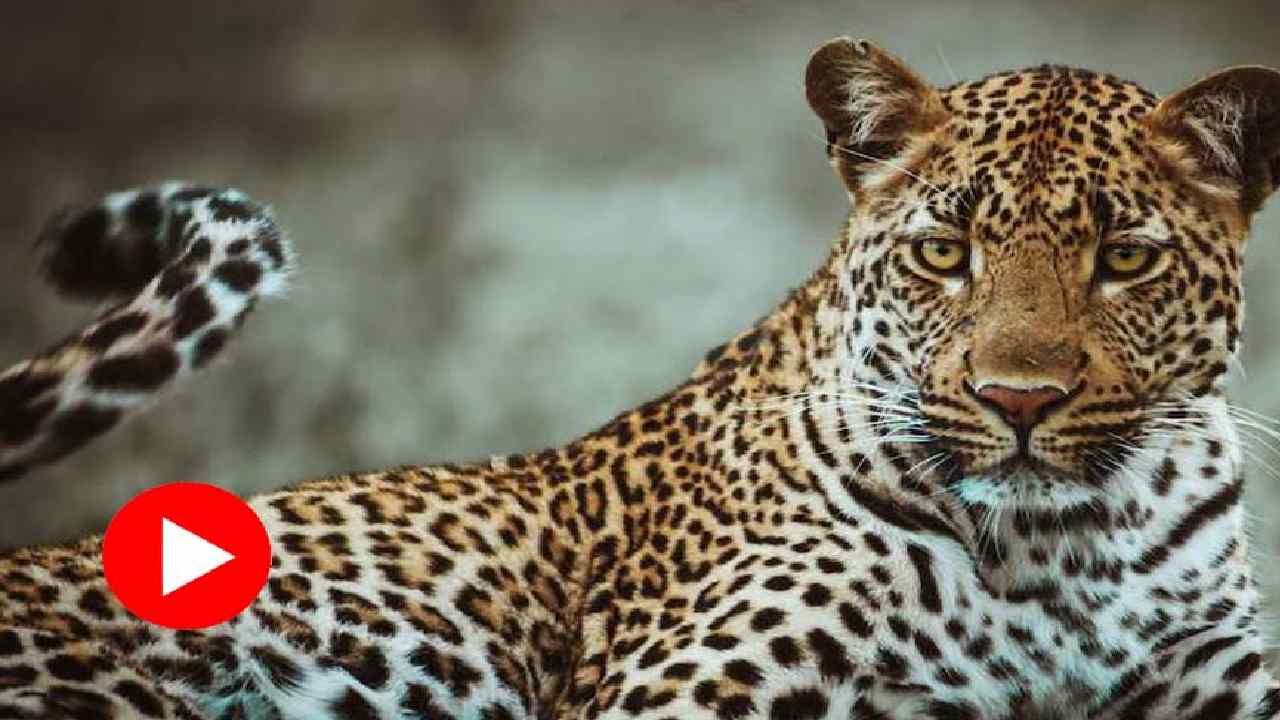 Viral Video | A video shows a young leopard strayed into the densely ...