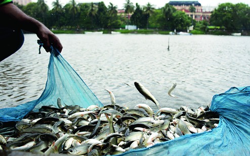 Fish production boost Telegraph India