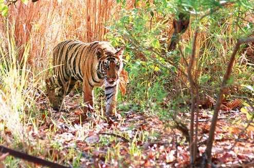 Tiger permit for Jaldapara - Telegraph India