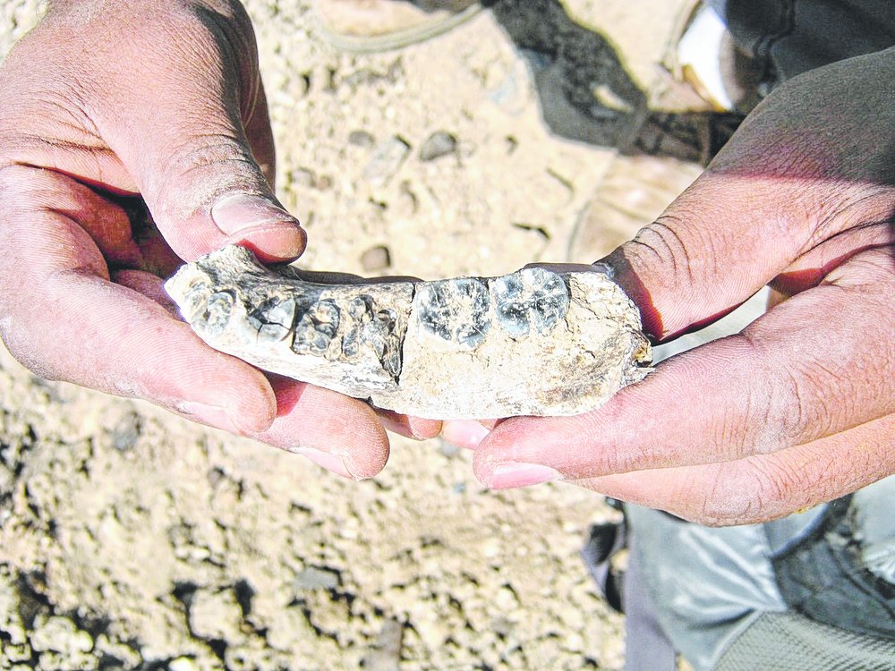 Jawbone of 'first human' unearthed - Telegraph India