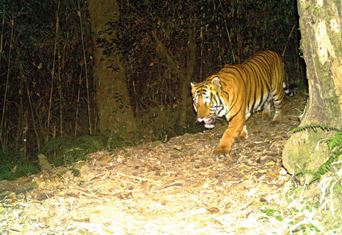 Photos fuel tiger hope at Neora Park - Telegraph India