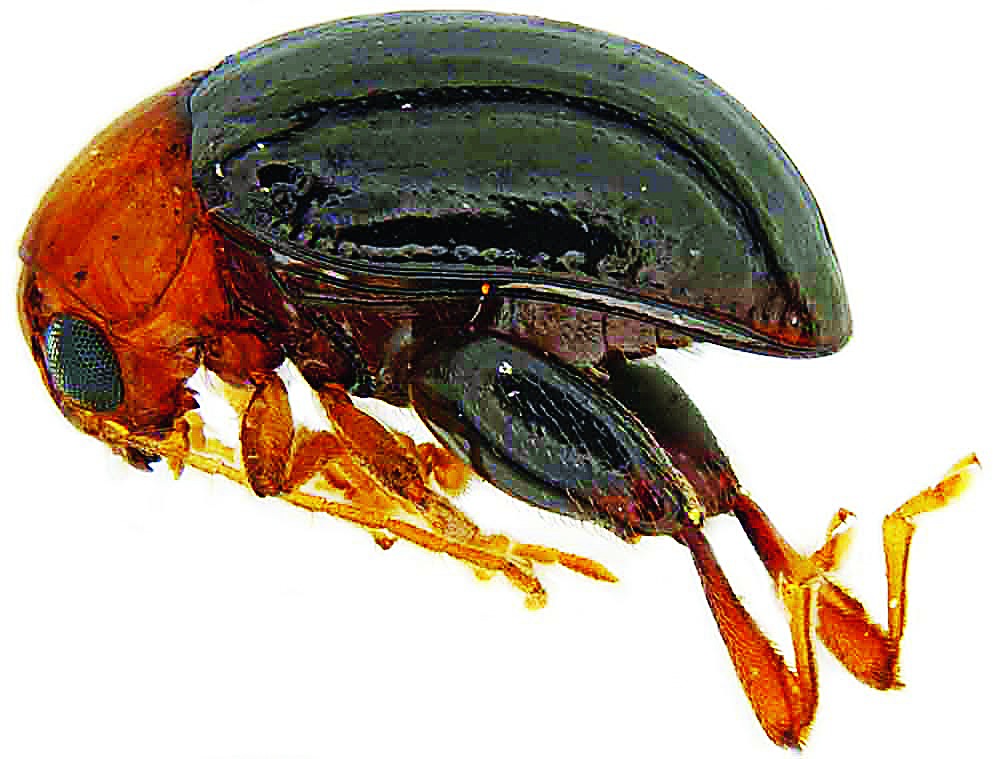 Beetle and a pepper battle - Telegraph India