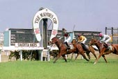 Catch thoroughbreds on the trot - 'Grand Slam' of Indian racing ...