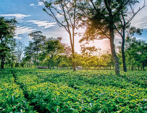 Halmari tea sets a record - Telegraph India