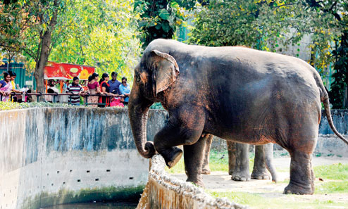 Jumbo joust for zoo home Mahouts bear brunt of jumbo solidarity ...