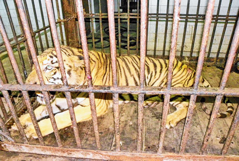 Victim of royal Bengal red tape Officials delay tiger treatment ...