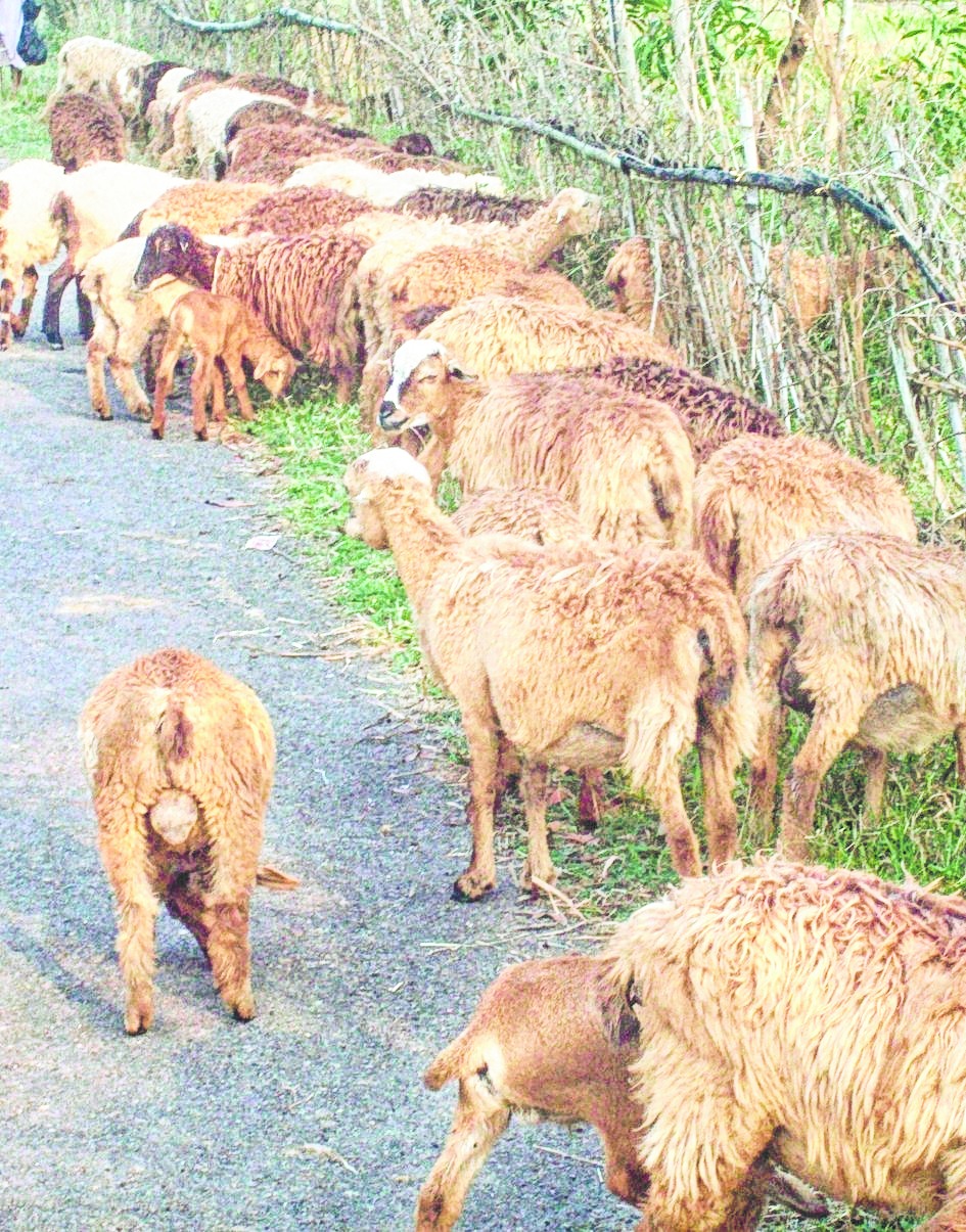 Kuji sheep gets 'rare' tag - Telegraph India
