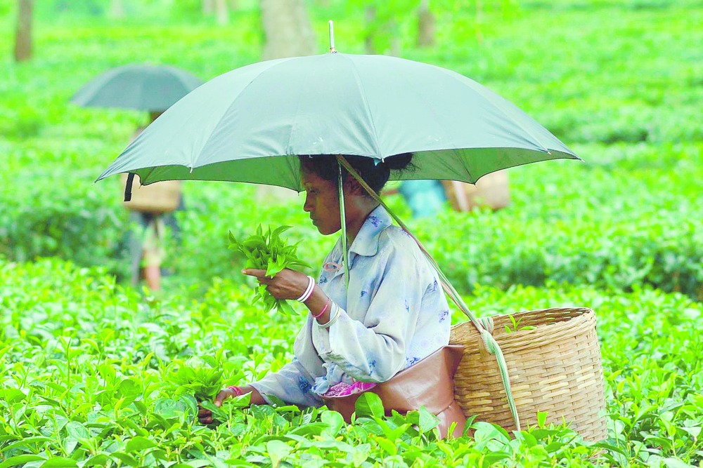 Assam tea workers get plucking raise - Telegraph India