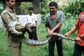 Hiss! it's a python in the kitchen - Telegraph India