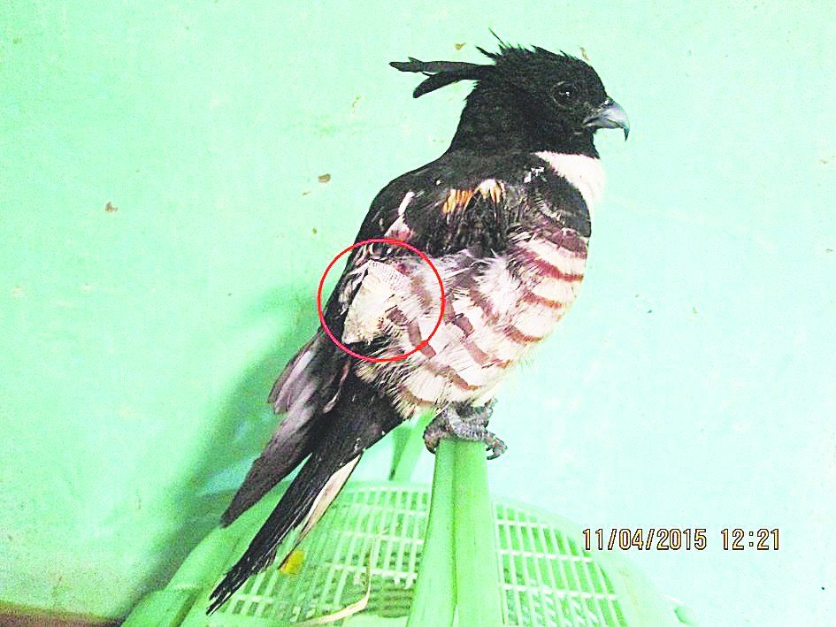 Helping hand for injured bird in Imphal - Telegraph India