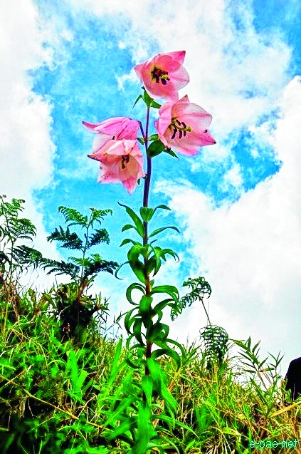 Ukhrul, Shirui range to captivate tourists - Telegraph India