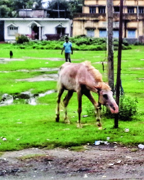 Pony peeve: animal on biting spree - Telegraph India