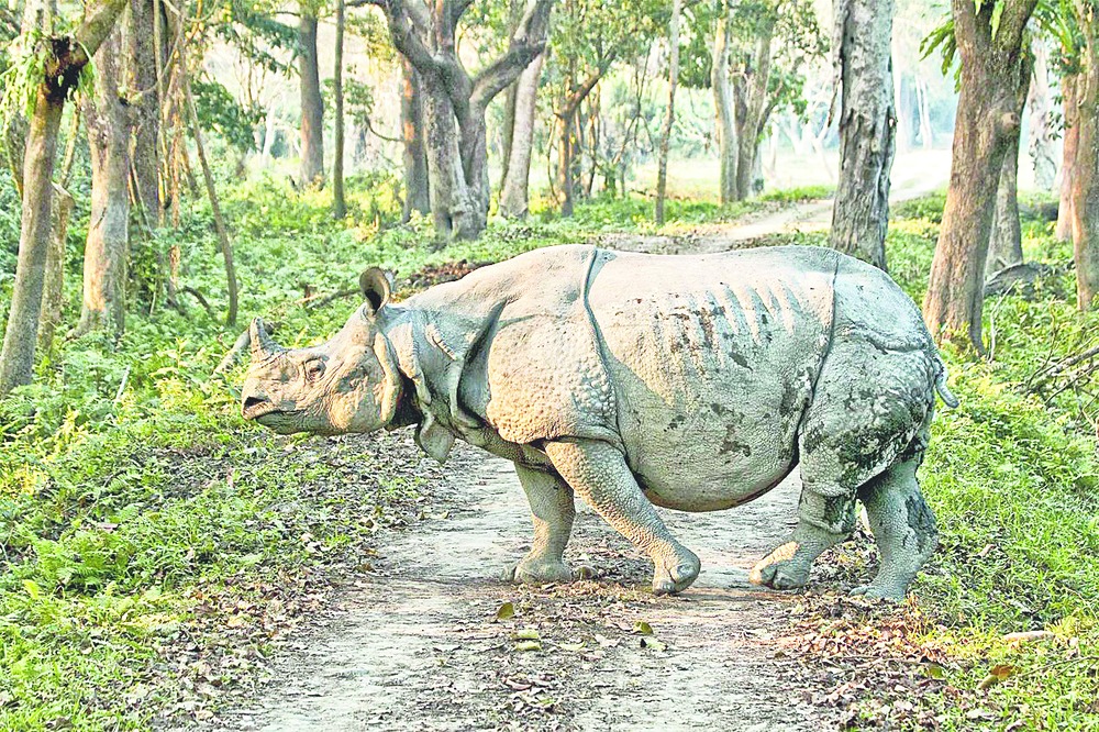 Poachers held near rhino hub - Telegraph India