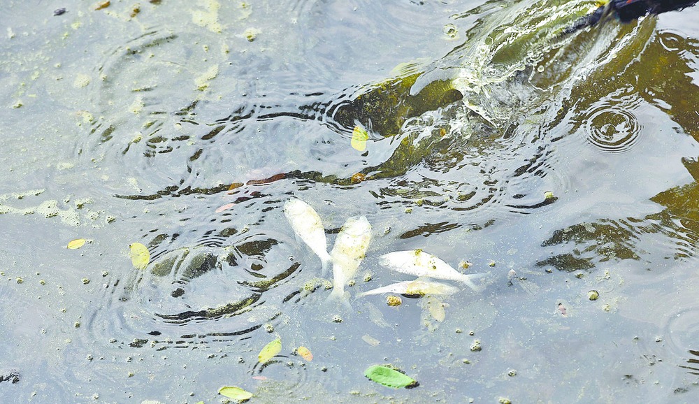Whiff of oxygen lack in fish deaths - Telegraph India