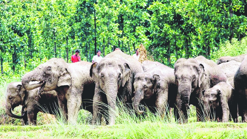 Chilli fence to ward off elephants - Telegraph India