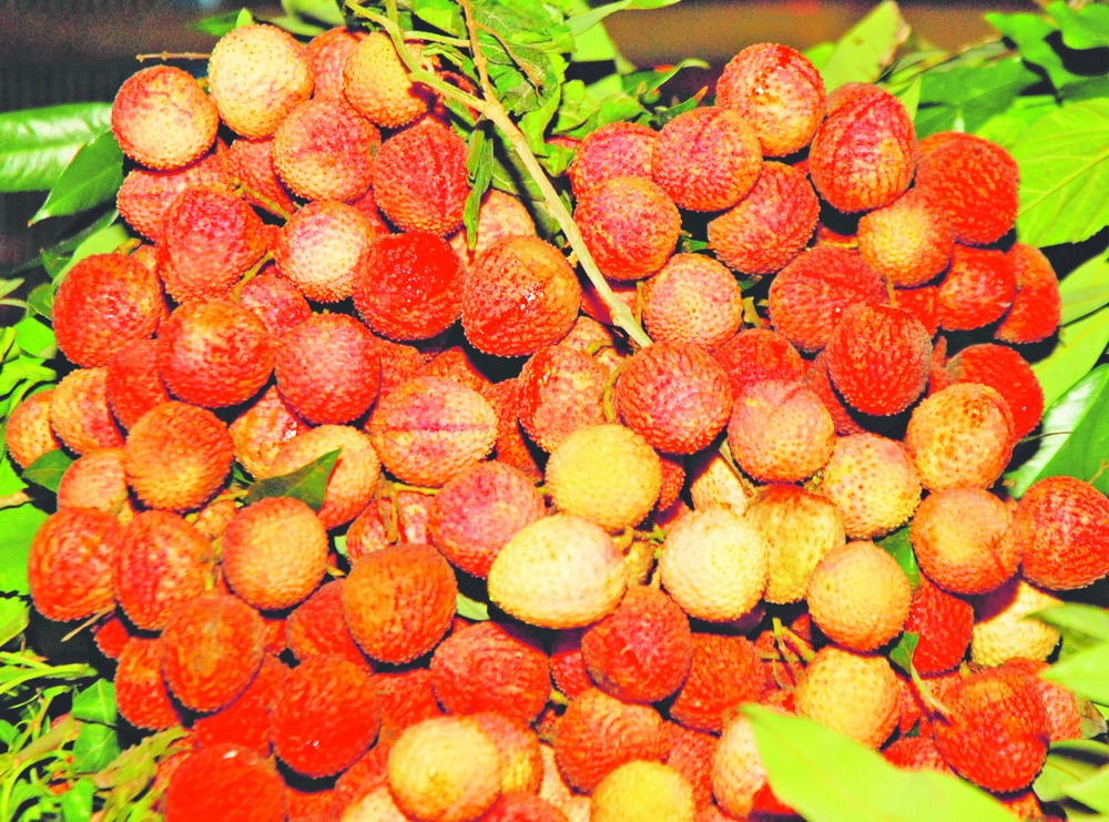 Pest threat over litchis this year too - Telegraph India