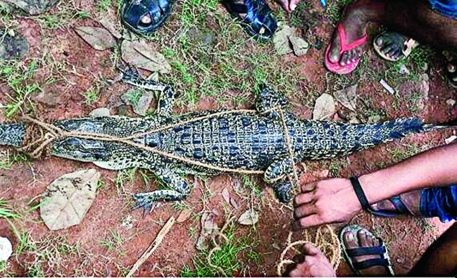 Villagers relieved after croc capture - Telegraph India
