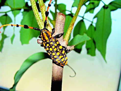 China beetle threat to litchi - Telegraph India