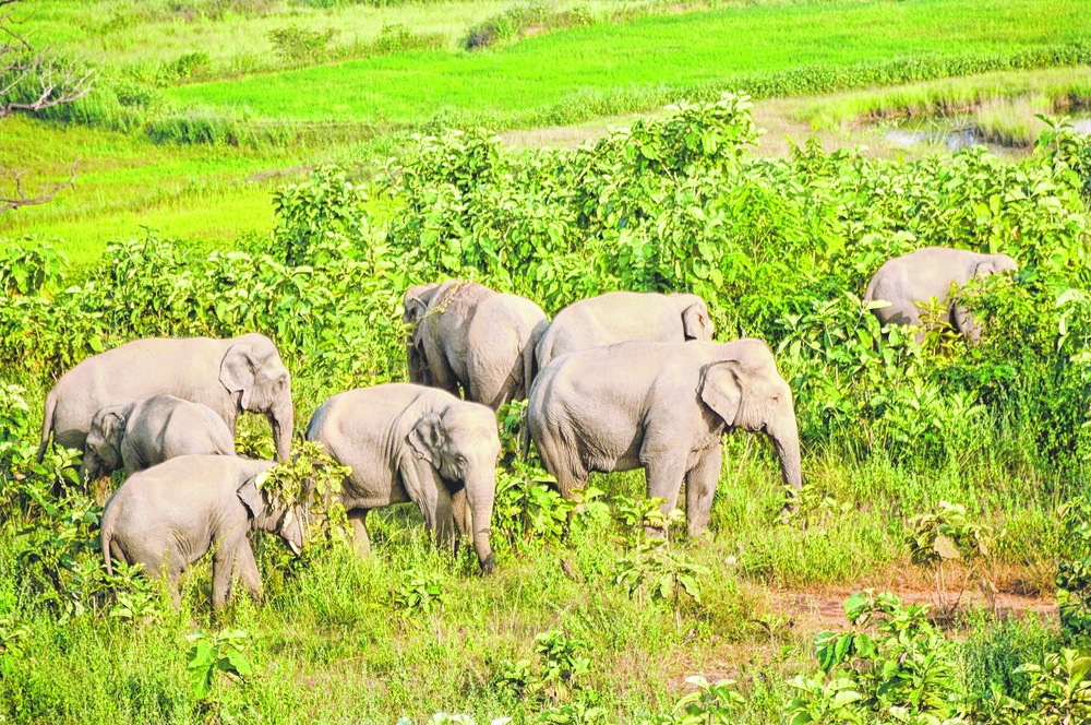 Villagers resist jumbo chase route - Telegraph India