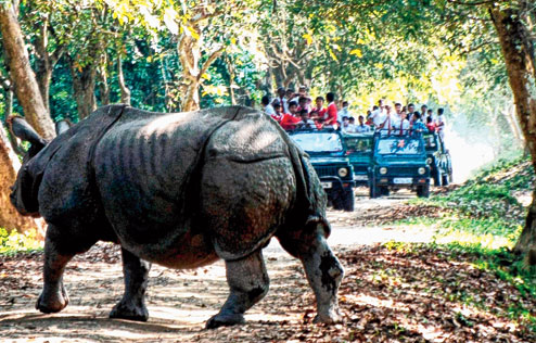 Assam seeks rhino specialist - Forest department wants NTCA to include ...