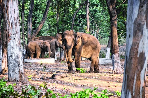 Power tips to tackle elephant menace - Telegraph India
