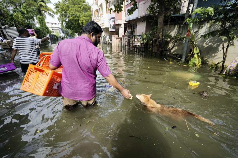 Andhra Pradesh | In pictures: Cyclone Michaung causes widespread damage in Andhra Pradesh and ...