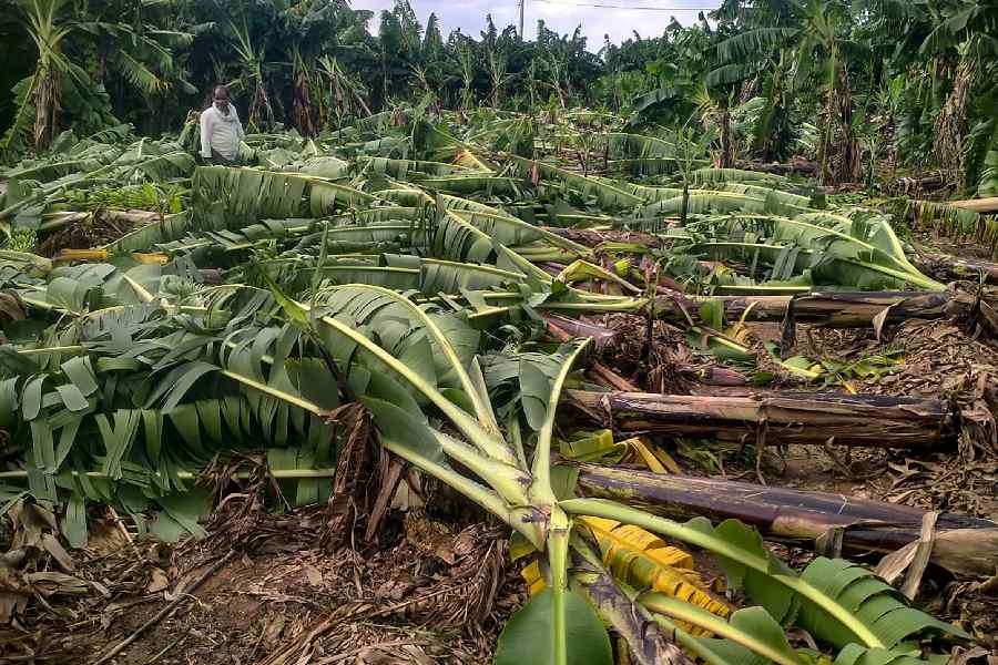 Andhra Pradesh | In pictures: Cyclone Michaung causes widespread damage in Andhra Pradesh and ...