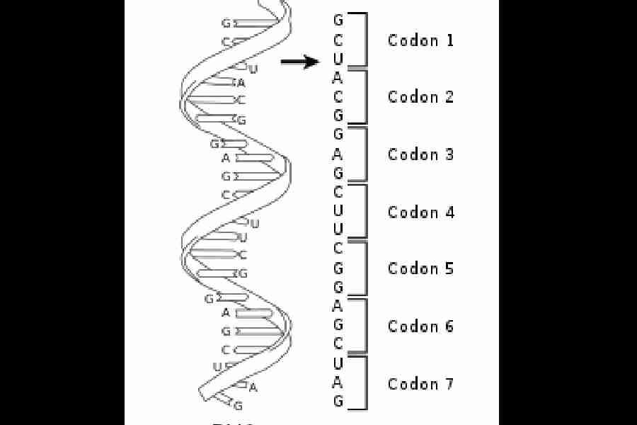 Genetic Research Nearly All Life From Bacteria To Human Beings Uses Genetic Research Nearly All Life From Bacteria To Human Beings Uses