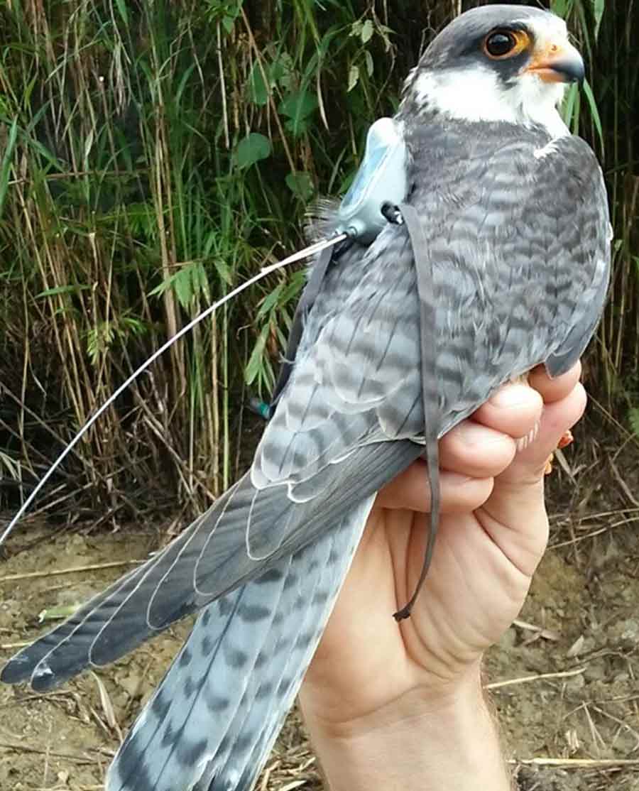 Amur falcon bird | After 114 days in Africa, Amur Falcon radio-tagged in Manipur flies home to ...