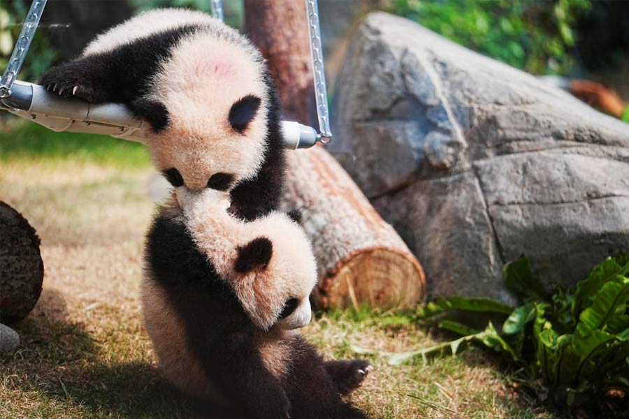 Panda tourism | Hong Kong twin panda cubs to make public debut, hopes to boost tourism ...