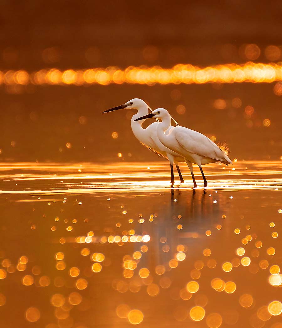 Birds of Bengal | Wiki Loves Bangla 2025 photography contest unveils ...