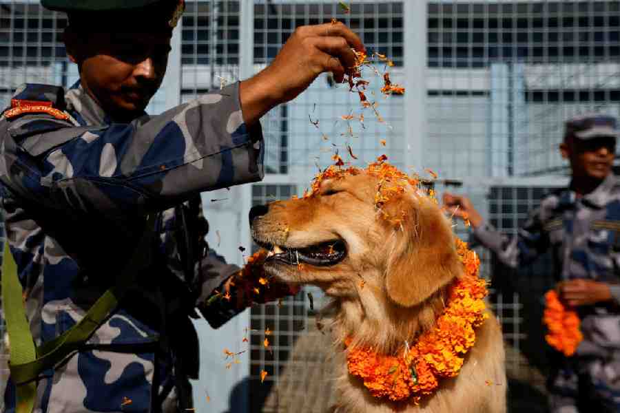 Nepal Kukur Tihar celebrations | Diwali for dogs too: Nepal’s Kukur ...