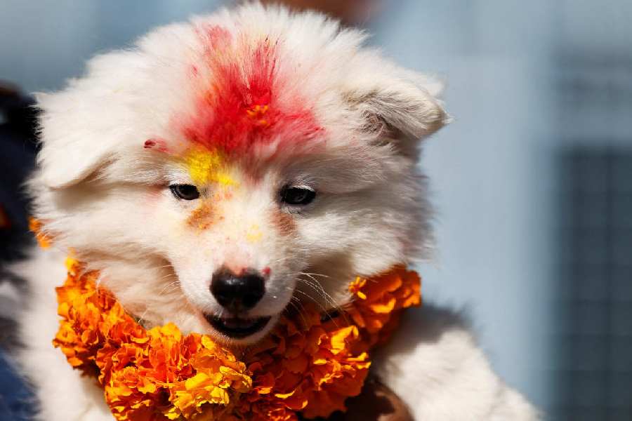 Nepal Kukur Tihar celebrations | Diwali for dogs too: Nepal’s Kukur ...