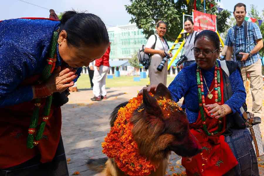 Nepal Kukur Tihar celebrations | Diwali for dogs too: Nepal’s Kukur ...