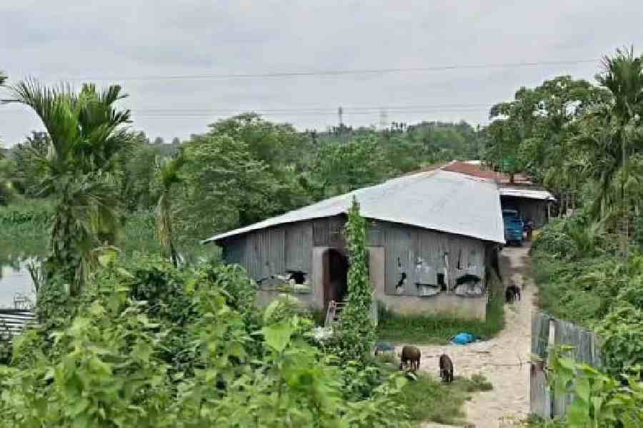 Jalpaiguri villagers demolish illegal pig farm Trinamool links ...