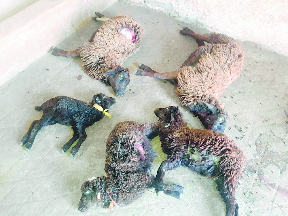 Animals attack BAU farm again - Telegraph India