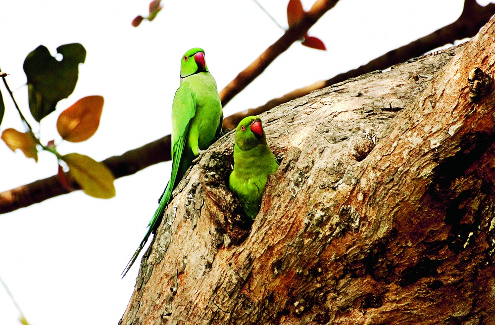 Nadia drive against baby parrot theft - Telegraph India
