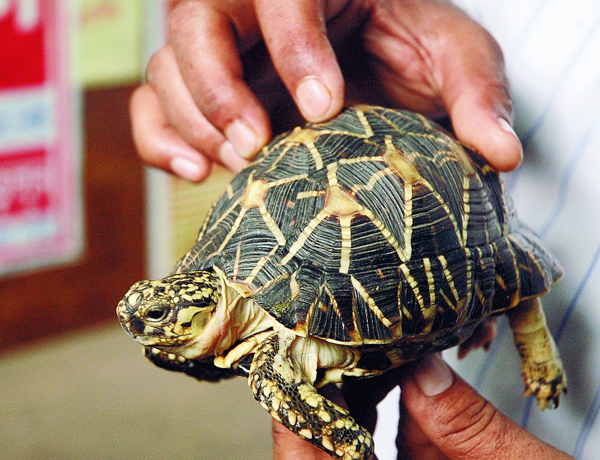 Repeat cuffs for turtle smuggling - Telegraph India