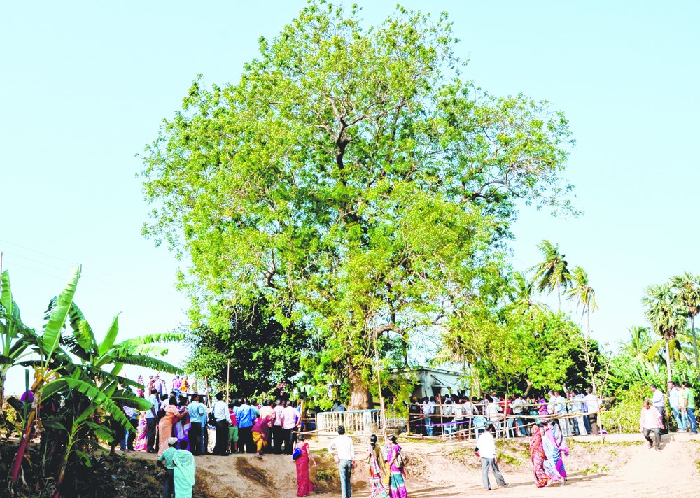 Devouts descend on Jagannath tree site - Telegraph India